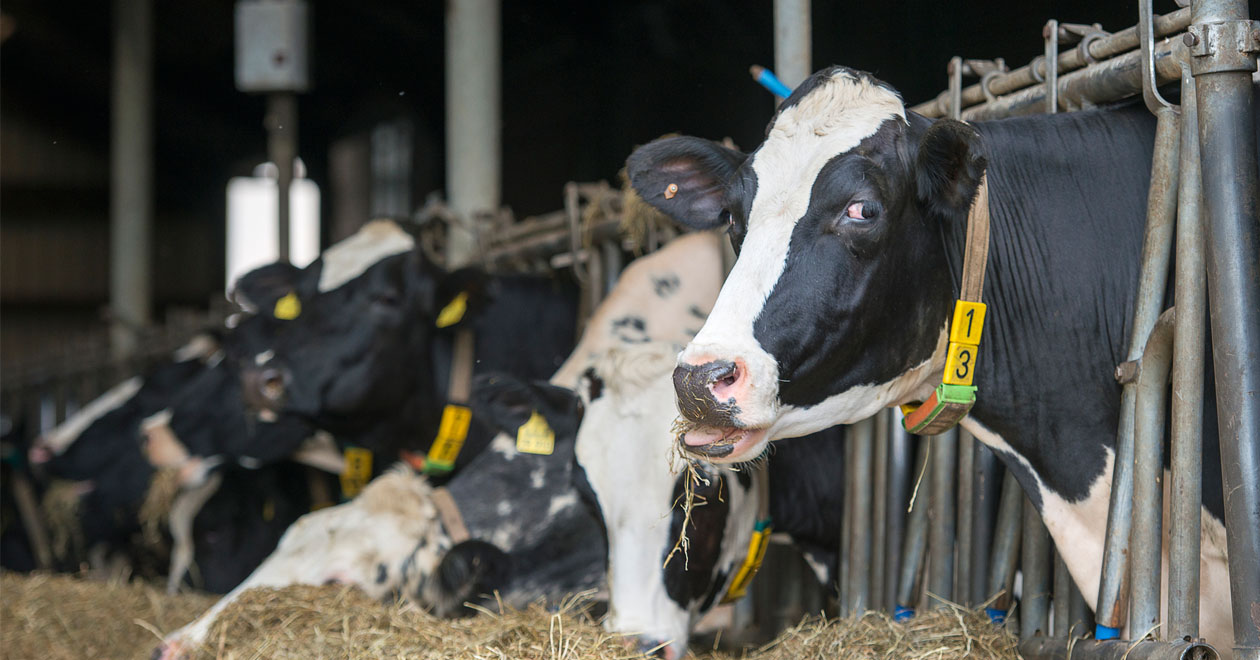 Return of BSE detected - CIEH