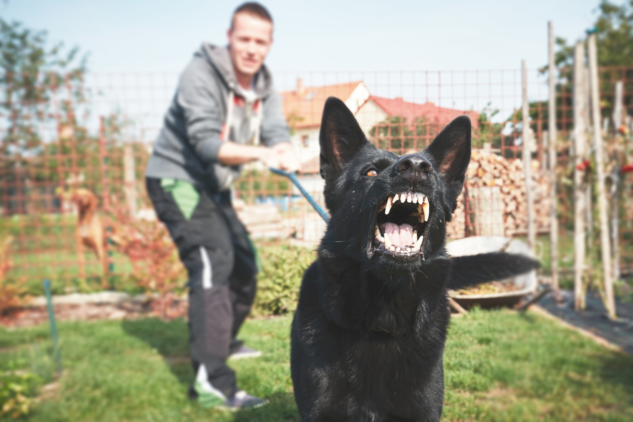 Responsible dog ownership and illegal breeding among headline topics at ...