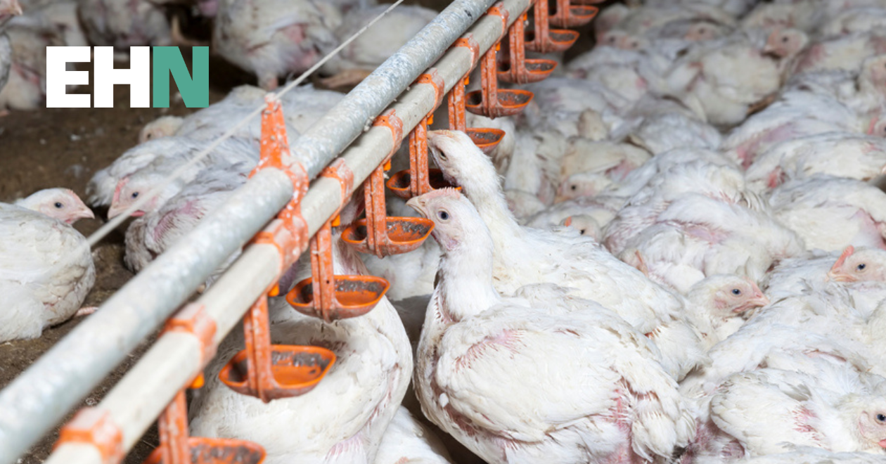 Gene-edited hens may end cull of billions of male chicks