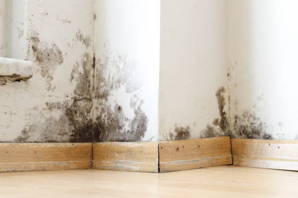 CIEH welcomes new damp and mould guidance with environmental health input
